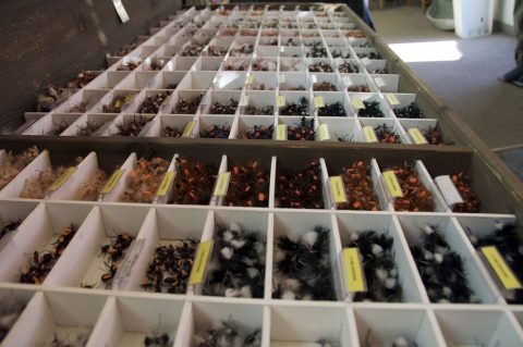 Fly Shop | Troutcreekflies.com